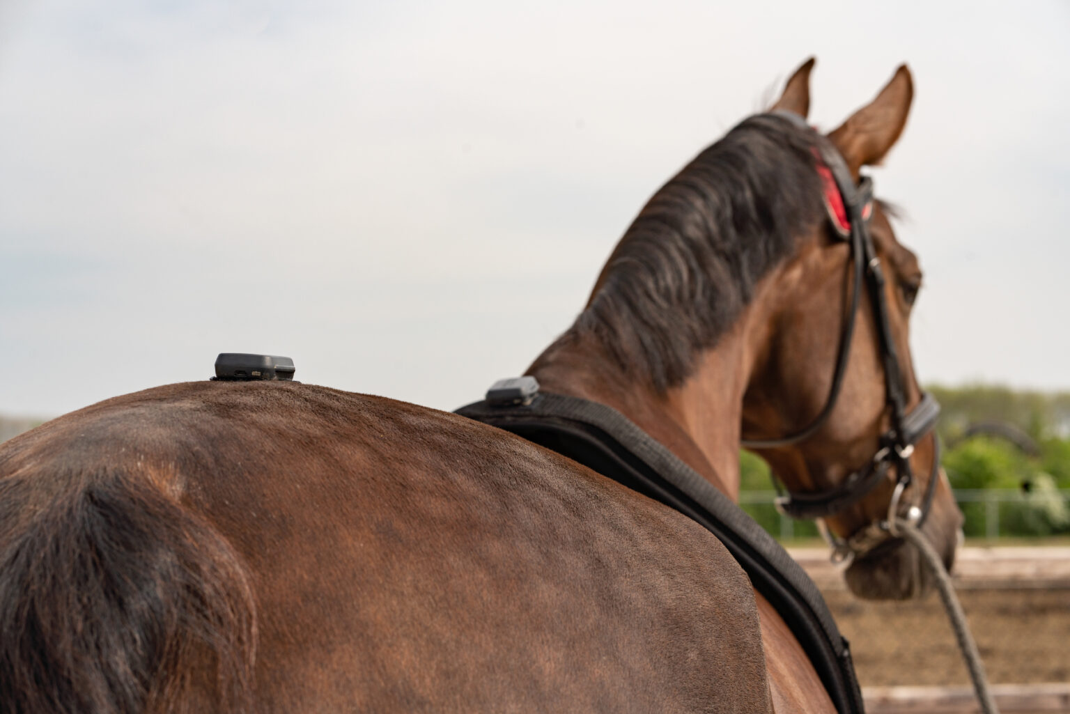 Wireless Equine Gait Analysis - Inertia Technology